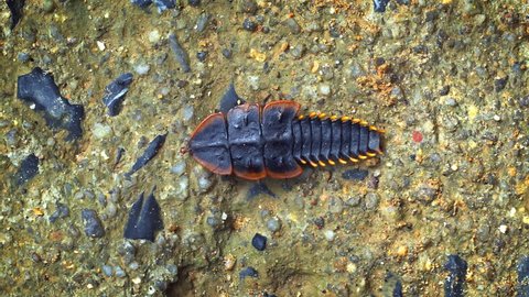 Trilobite beetle Stock Video Footage - 4K and HD Video Clips | Shutterstock