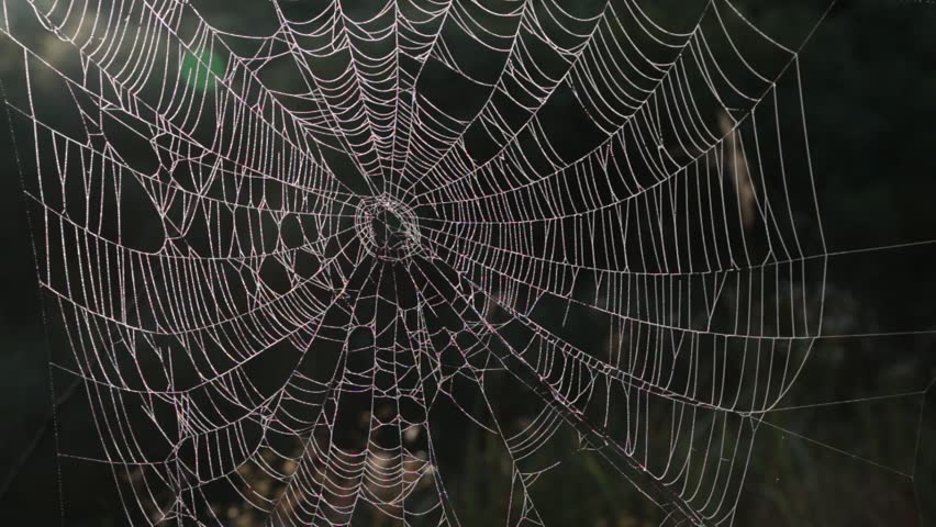 Spider Webs Swinging in the Stock Footage Video (100% Royalty-free ...