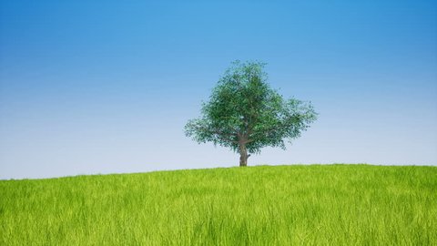 Tree Lawn On Background Clear Sky Stock Footage Video (100% Royalty ...