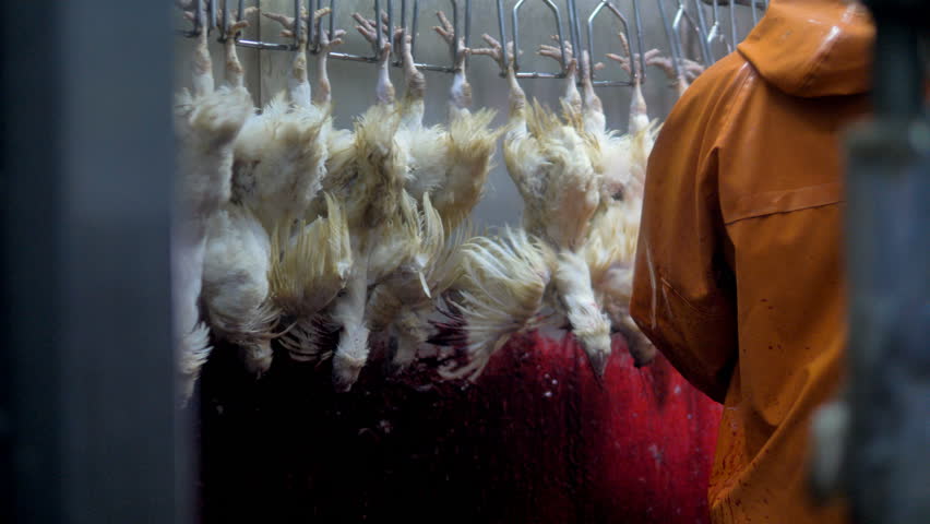 blood stained wall behind chicken throat Stock Footage Video (100% ...