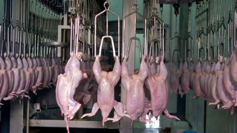 Beheaded Disemboweled Chicken Carcasses On Food Stock Footage Video ...