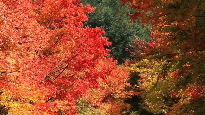 Windy Fall Day in a Stock Footage Video (100% Royalty-free) 3056356 ...