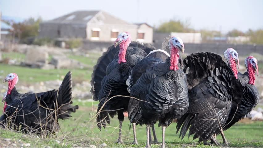 Turkey On the Farm Stock Footage Video (100% Royalty-free) 3059932 ...