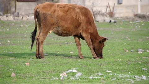 Indobrazilian Female Cow Scientific Name Bos Stock Photo 1166715892 ...