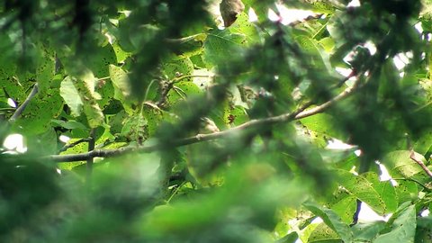 rich green leaves tree waving wind Stock Footage Video (100% Royalty ...