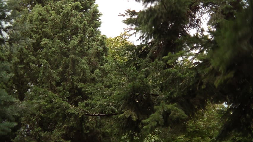 trees swaying wildly wind Stock Footage Video (100% Royalty-free ...