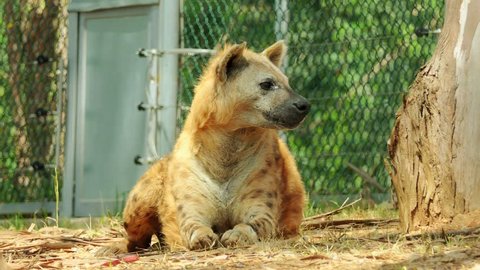 Little Fox Hunts Near His Hole Stock Photo 1036006930 | Shutterstock