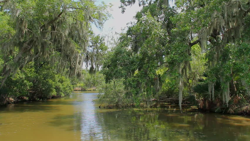 bayou swamp 2 drifting through swampy Stock Footage Video (100% Royalty ...