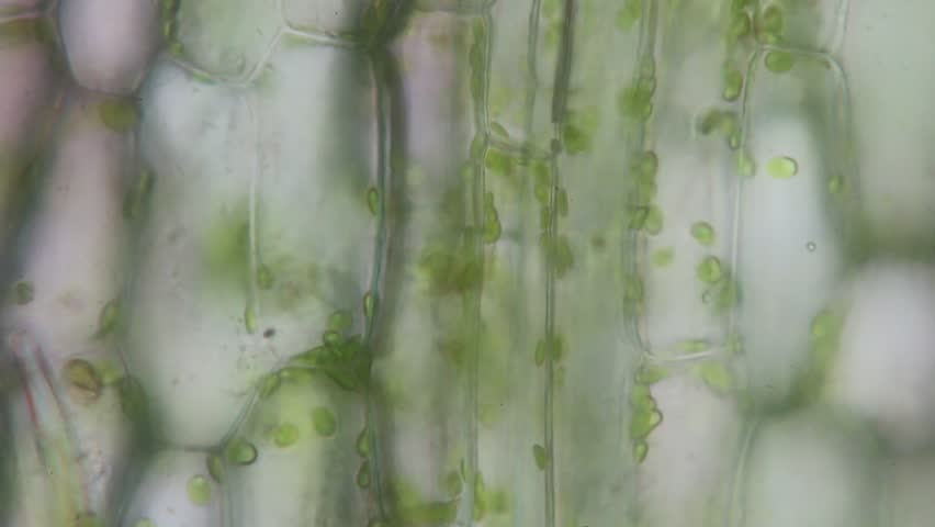 Cytoplasmic Streaming, also Called Protoplasmic Stock Footage Video ...