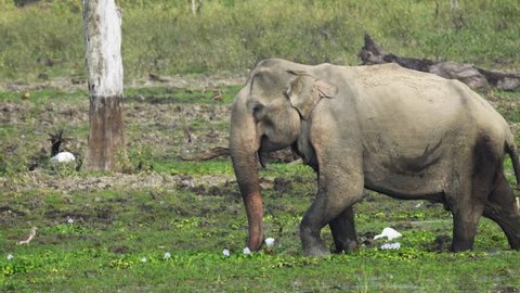 Un elefante macho apareándose con una: video de stock (totalmente libre ...