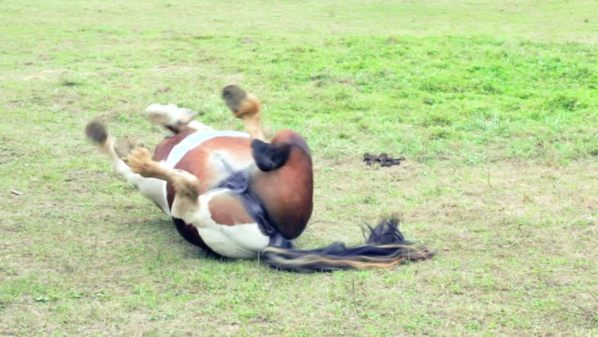mare laying on her back while Stock Footage Video (100% Royalty-free ...