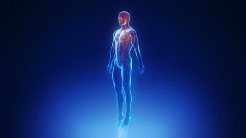 Male Body Scan Loop Stock Footage Video (100% Royalty-free) 3073045 ...