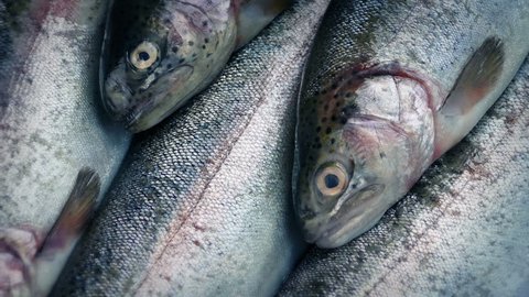 Raw Fish Rotating Stock Footage Video (100% Royalty-free) 30746428 ...