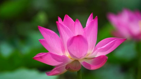 Lotus Fresh Vietnam 4k Stock Footage Video (100% Royalty-free) 30765322 ...