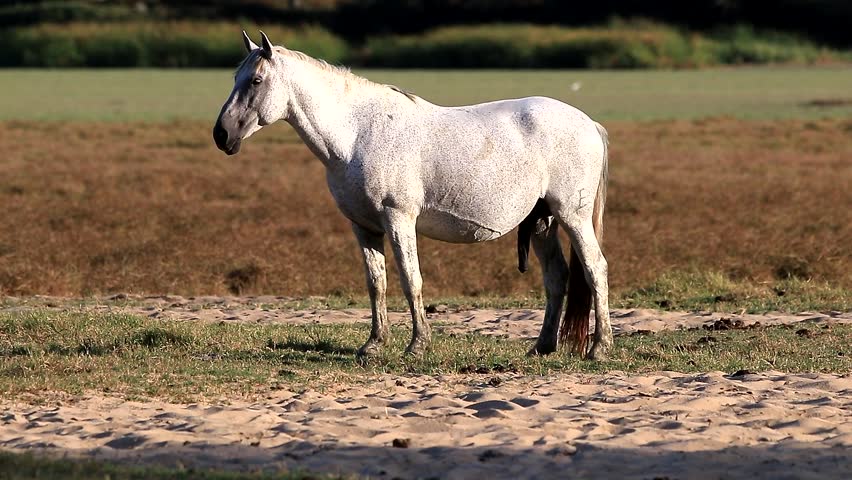Horse standing erection Stock Video Footage - 4K and HD Video Clips ...