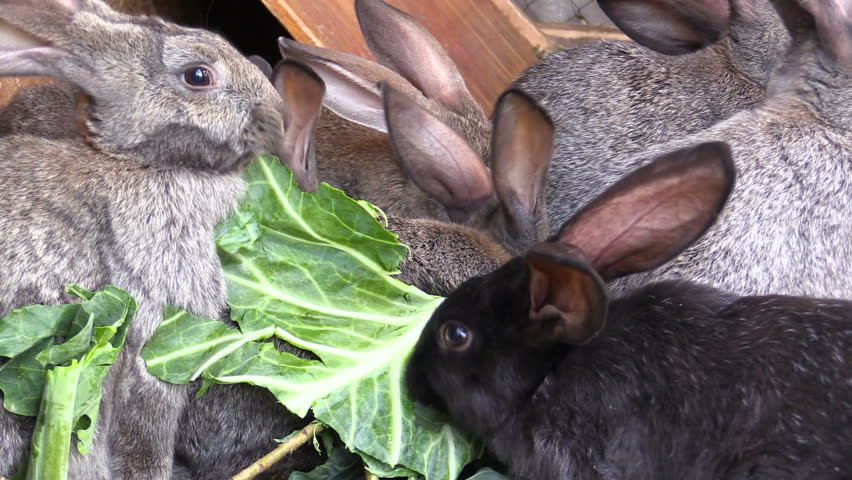 Homemade Rabbits Eat Cabbage Leaves Stock Footage Video (100% Royalty ...