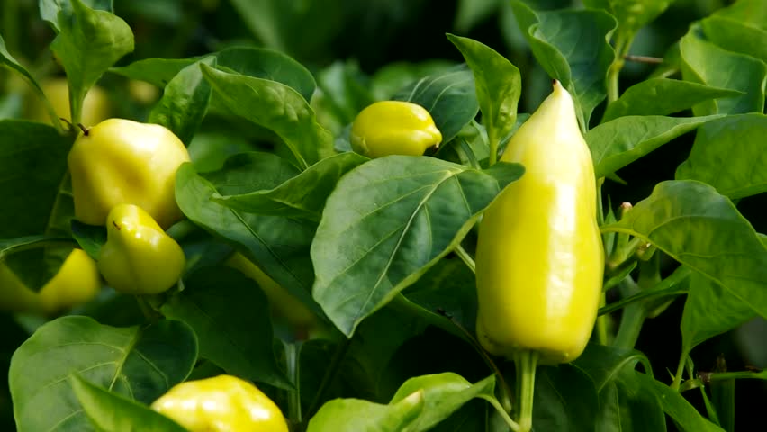 Paprika Plant Vid Stock Footage Video (100% Royalty-free) 3084661 ...