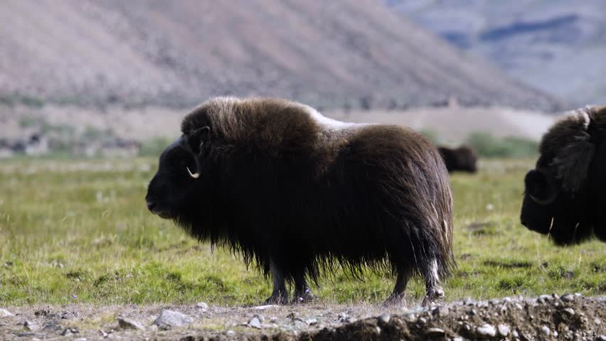 musk oxen cow greenland tundra Stock Footage Video (100% Royalty-free ...