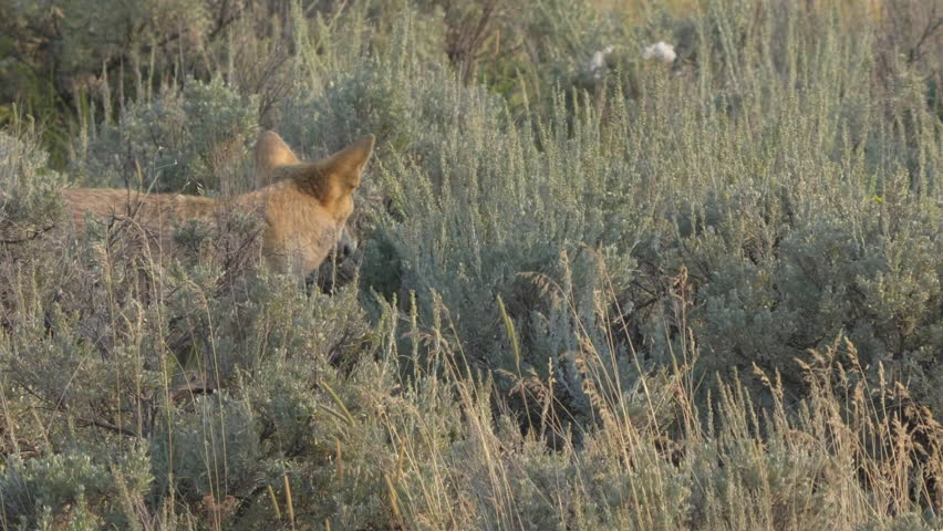 Rear View of a Coyote Stock Footage Video (100% Royalty-free) 30877684 ...
