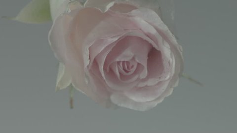 Timelapse Pink Rose Flower Blooming On Stock Footage Video (100% ...