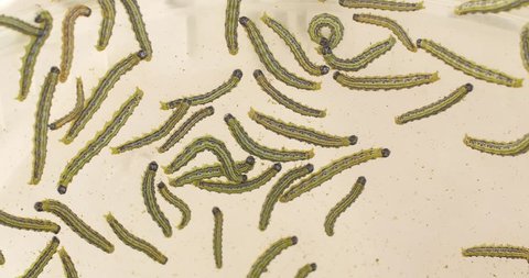 Plague Worms Caterpillar Infection Insects Scary Stock Footage Video ...