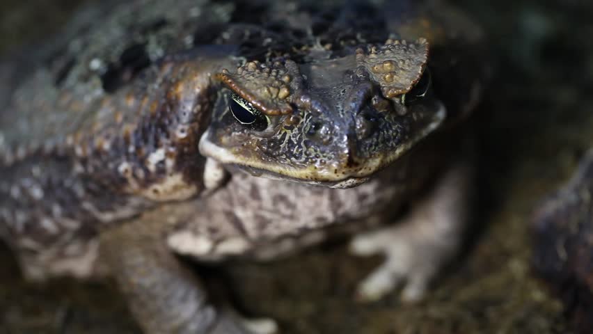 Cane Toad (bufo Marinus) Female Stock Footage Video (100% Royalty-free ...