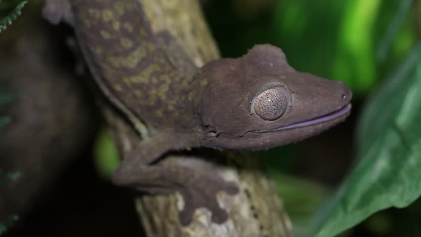 Henkel's Leaf-Tailed Gecko image - Free stock photo - Public Domain ...