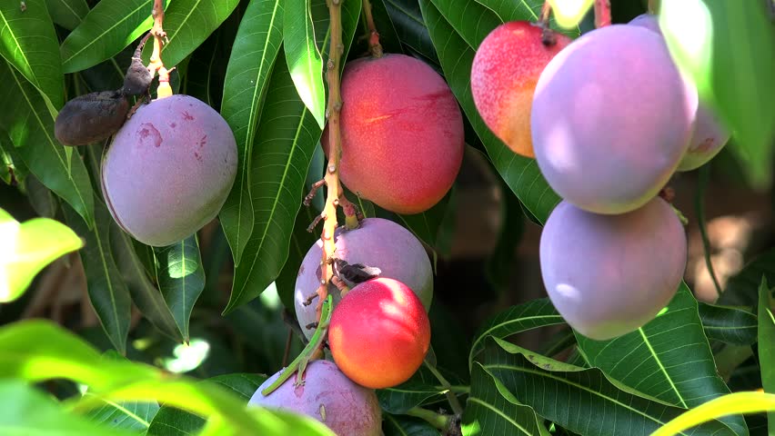 Nearly Ripened Purple Mango Fruits Stock Footage Video (100% Royalty ...