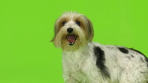 Funny Dog Disgust Denial Disagreement Face Stock Photo 723325606 ...