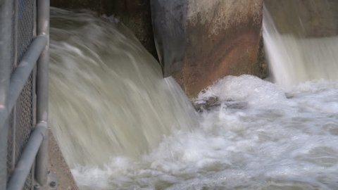 Salmon Trout Jumping Dam Fish Ladder Stock Footage Video (100% Royalty ...