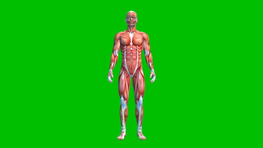 human muscular system on green screen Stock Footage Video (100% Royalty ...