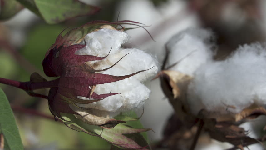 closeup cotton flower on windy day Stock Footage Video (100% Royalty ...
