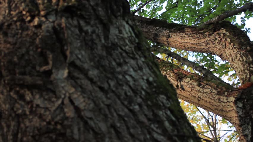 Two Trunks of Trees in Stock Footage Video (100% Royalty-free) 3097420 ...