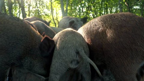 Pig back view Stock Video Footage - 4K and HD Video Clips | Shutterstock