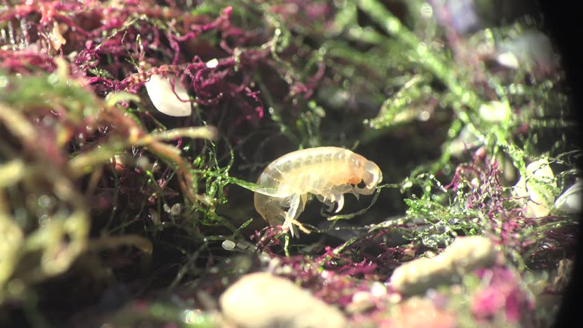 sand hopper macro talitrus saltator animal Stock Footage Video (100% ...