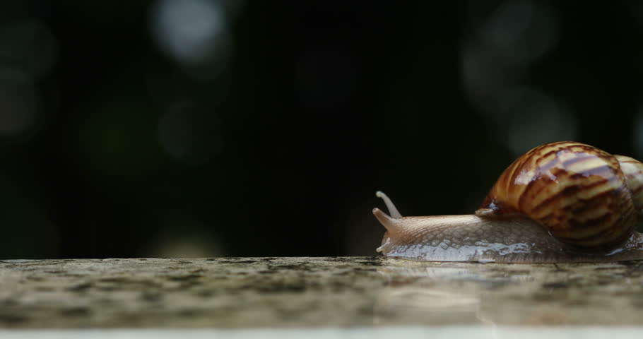 Snail under a leaf image - Free stock photo - Public Domain photo - CC0 ...