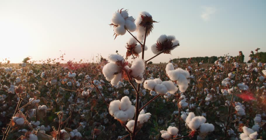 Commodity Farming Stock Video Footage - 4K and HD Video Clips ...