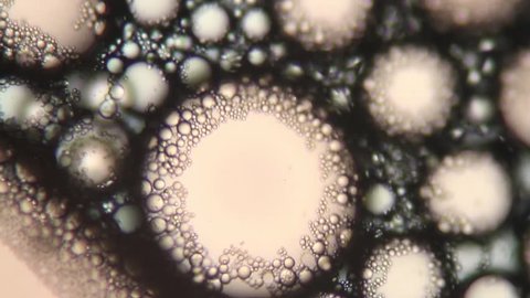 Mixture Soap Oil Viewed Under Microscope Stock Footage Video (100% ...