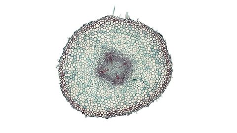 Cross Section Cut Bean Stem Under Stock Footage Video (100% Royalty ...