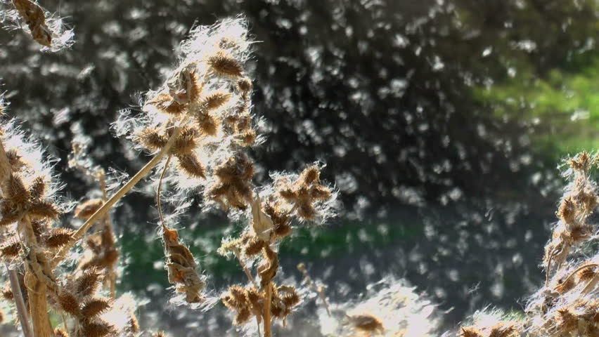 Time Lapse, Pollen Blows Off Stock Footage Video (100% Royalty-free ...