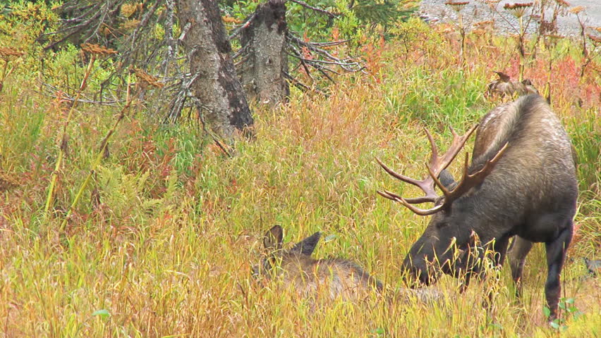 Moose in Rut Stock Footage Video (100% Royalty-free) 3115108 | Shutterstock