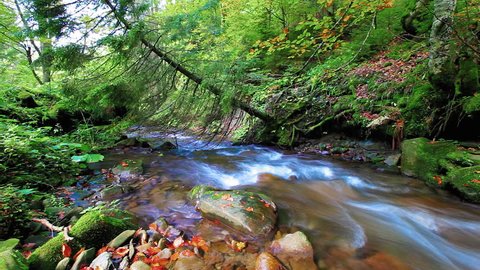 Rain Temperate Cold Rainforest Australia Grand Stock Photo 1920716690 ...