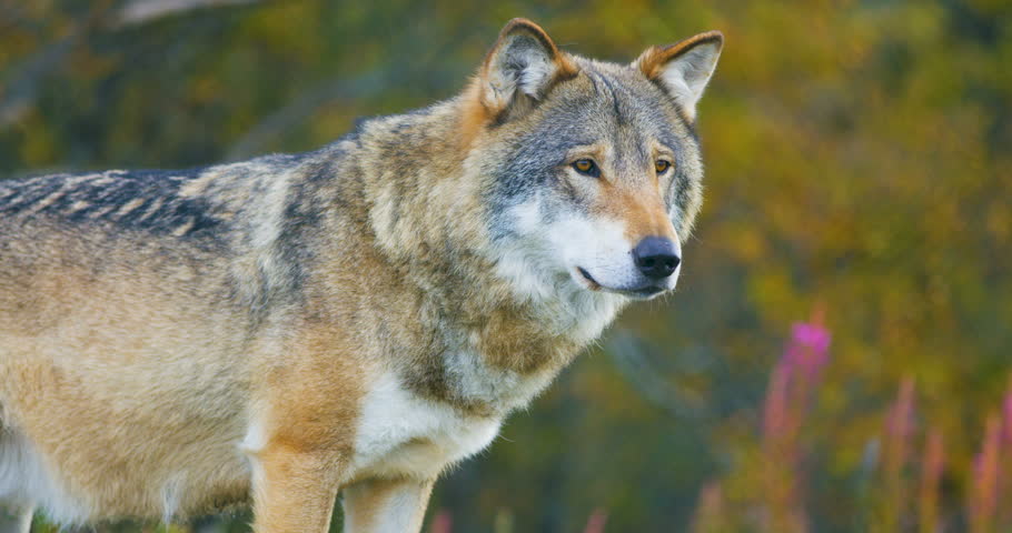 close-up beautiful grey wolf standing forest Stock Footage Video (100% ...