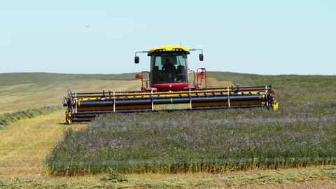 Combine Harvesting Flax Seed Flowers Field Stock Footage Video (100% ...