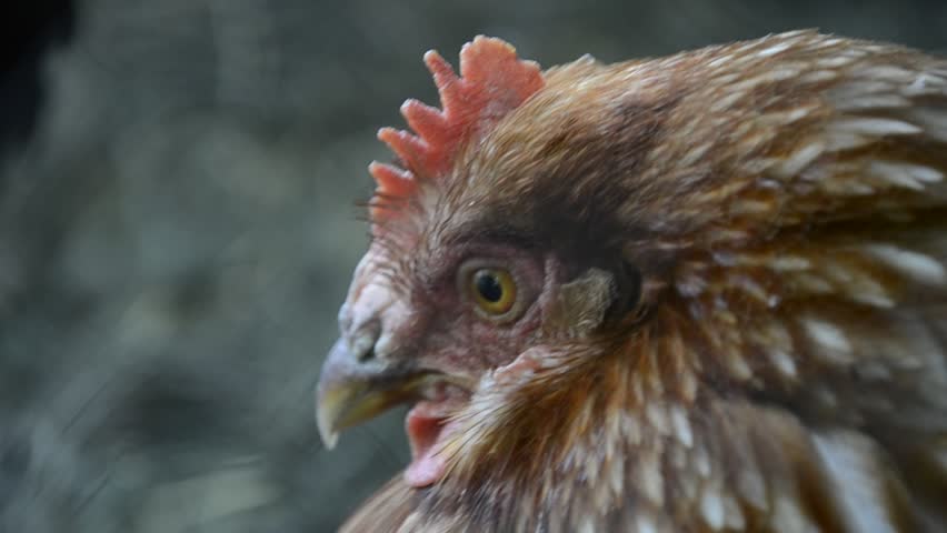 Detail of Hens Head. Hens Stock Footage Video (100% Royalty-free ...