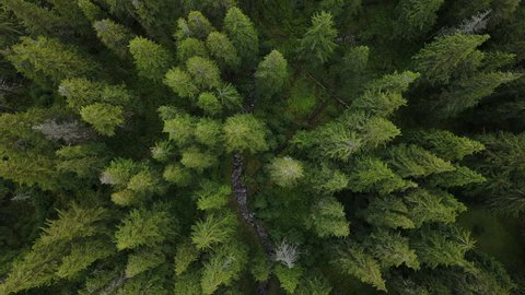 Top View Pine Forest Aerial Shot Stock Footage Video (100% Royalty-free ...
