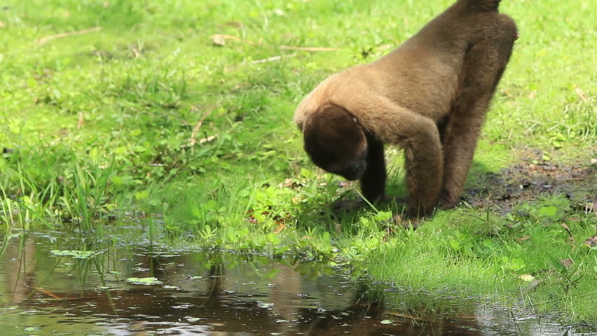 woolly monkey fooling around ecuadorian Stock Footage Video (100% ...