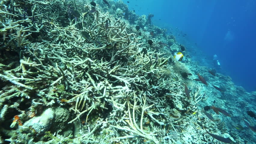 Derawan underwater image Stock Video Footage - 4K and HD Video Clips ...