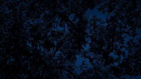 Dense Tree Branches Night Stock Footage Video (100% Royalty-free ...