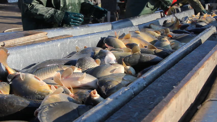 Freshwater Fish - Workers Sorting Stock Footage Video (100% Royalty ...